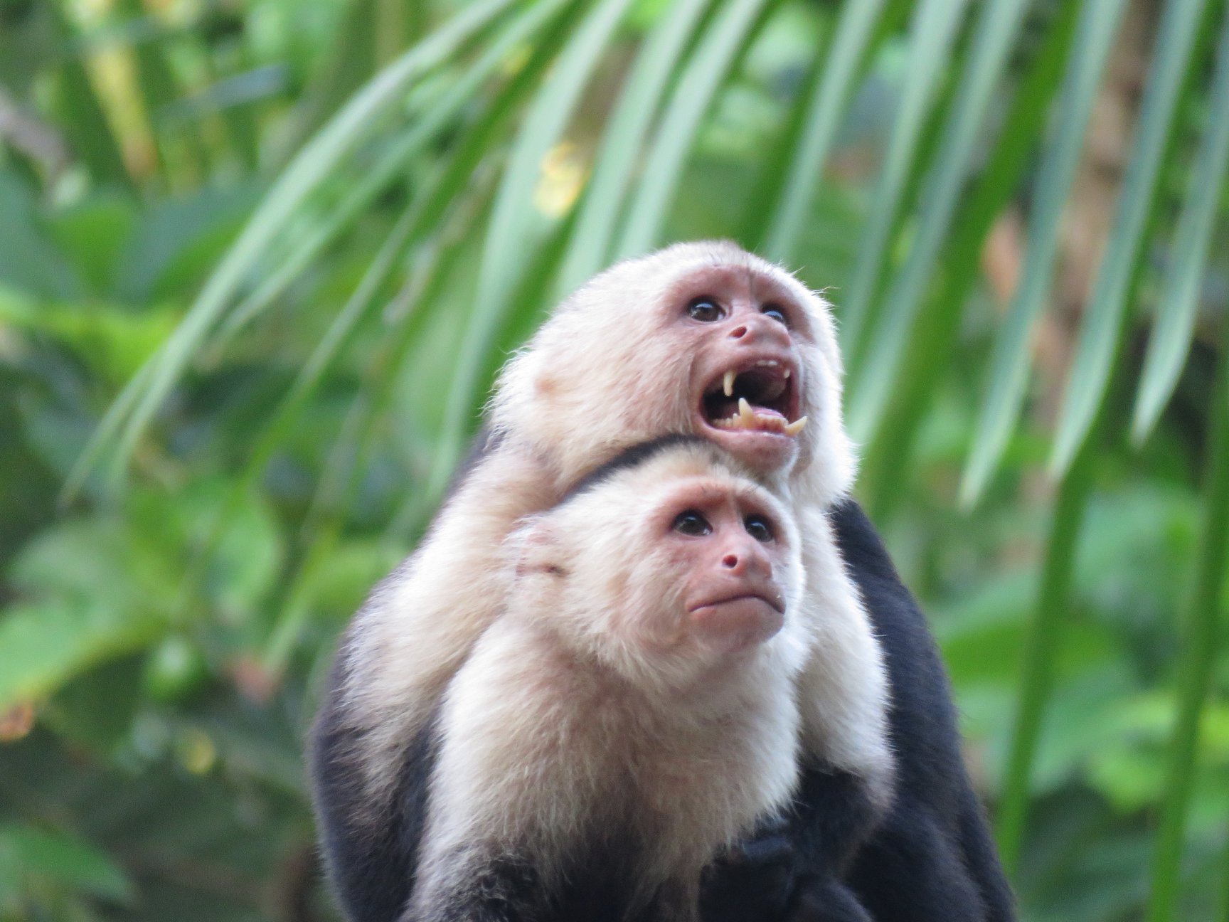 Monos manipuladores: los capuchinos de Lomas Barbudal | Proyecto ...