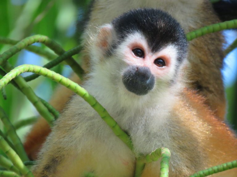 Monos tití y su destino en Panamá | Proyecto Primates Panamá