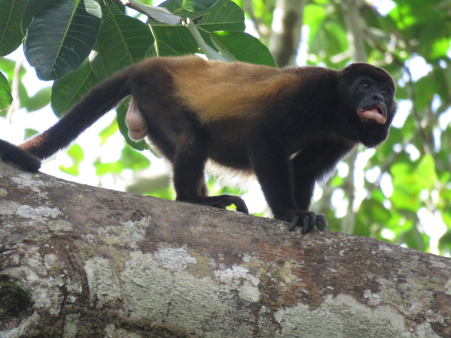 Isla San Pedro: La isla de los monos del Refugio de Vida Silvestre La ...