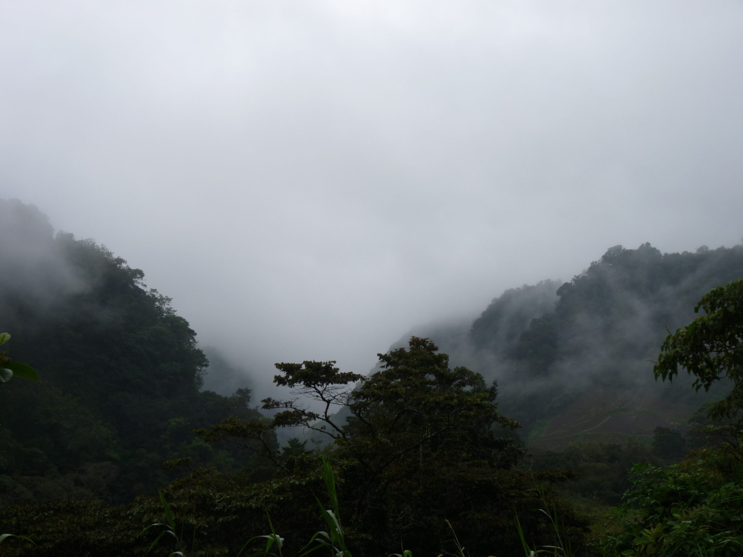 21 de marzo: Día Internacional de los Bosques | Proyecto Primates Panamá