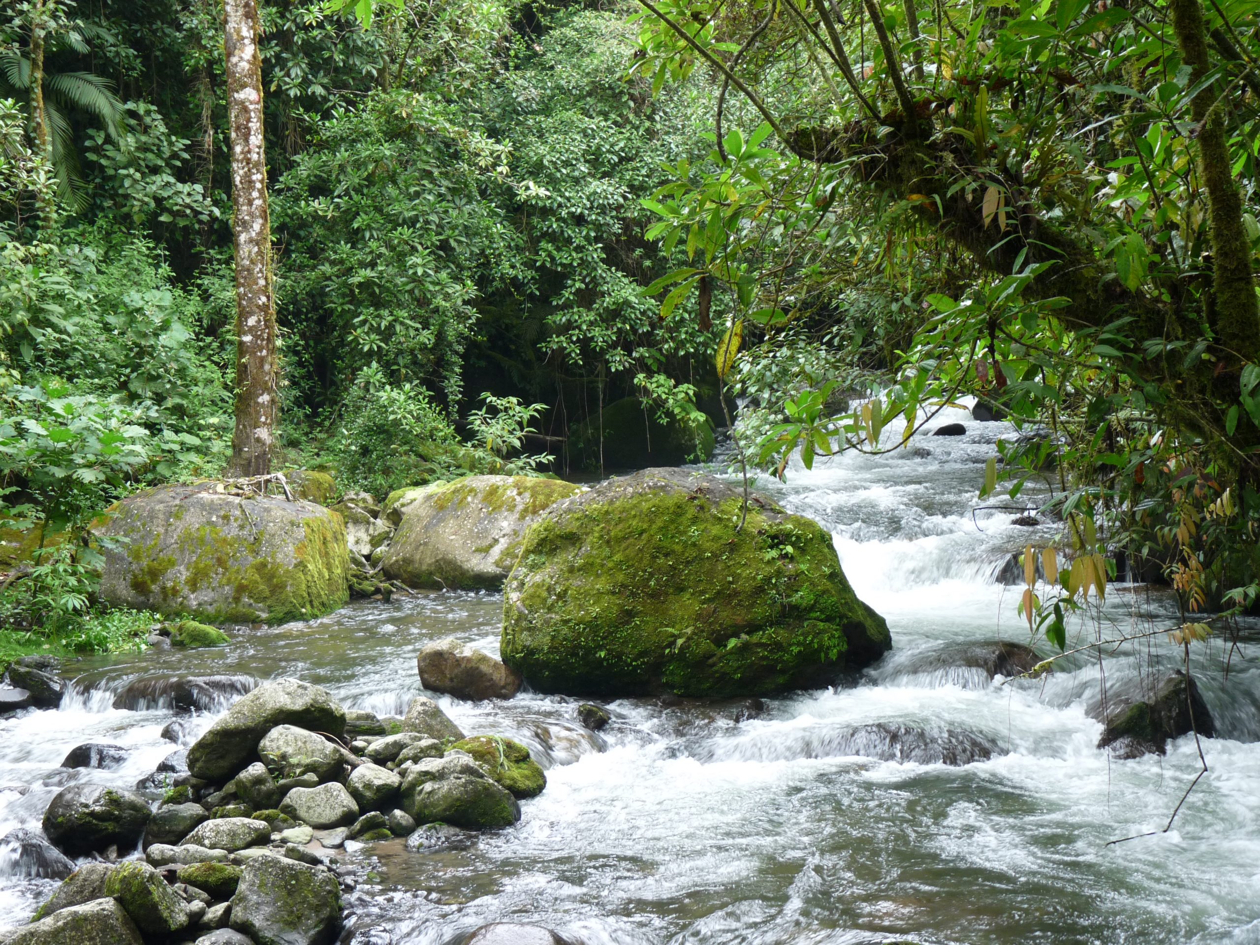 21 de marzo: Día Internacional de los Bosques | Proyecto Primates Panamá