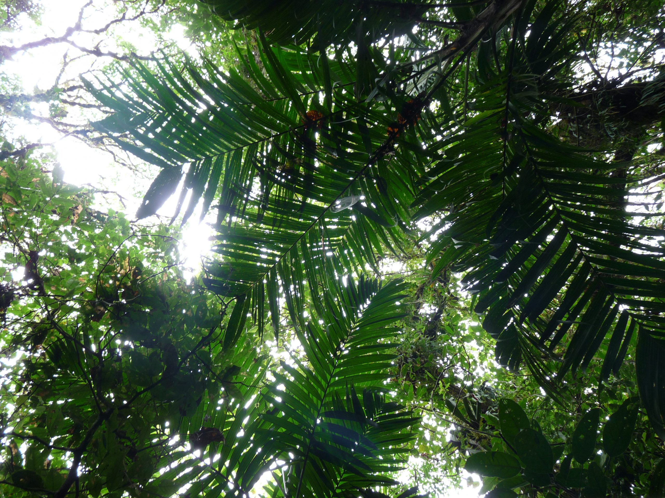 21 de marzo: Día Internacional de los Bosques | Proyecto Primates Panamá