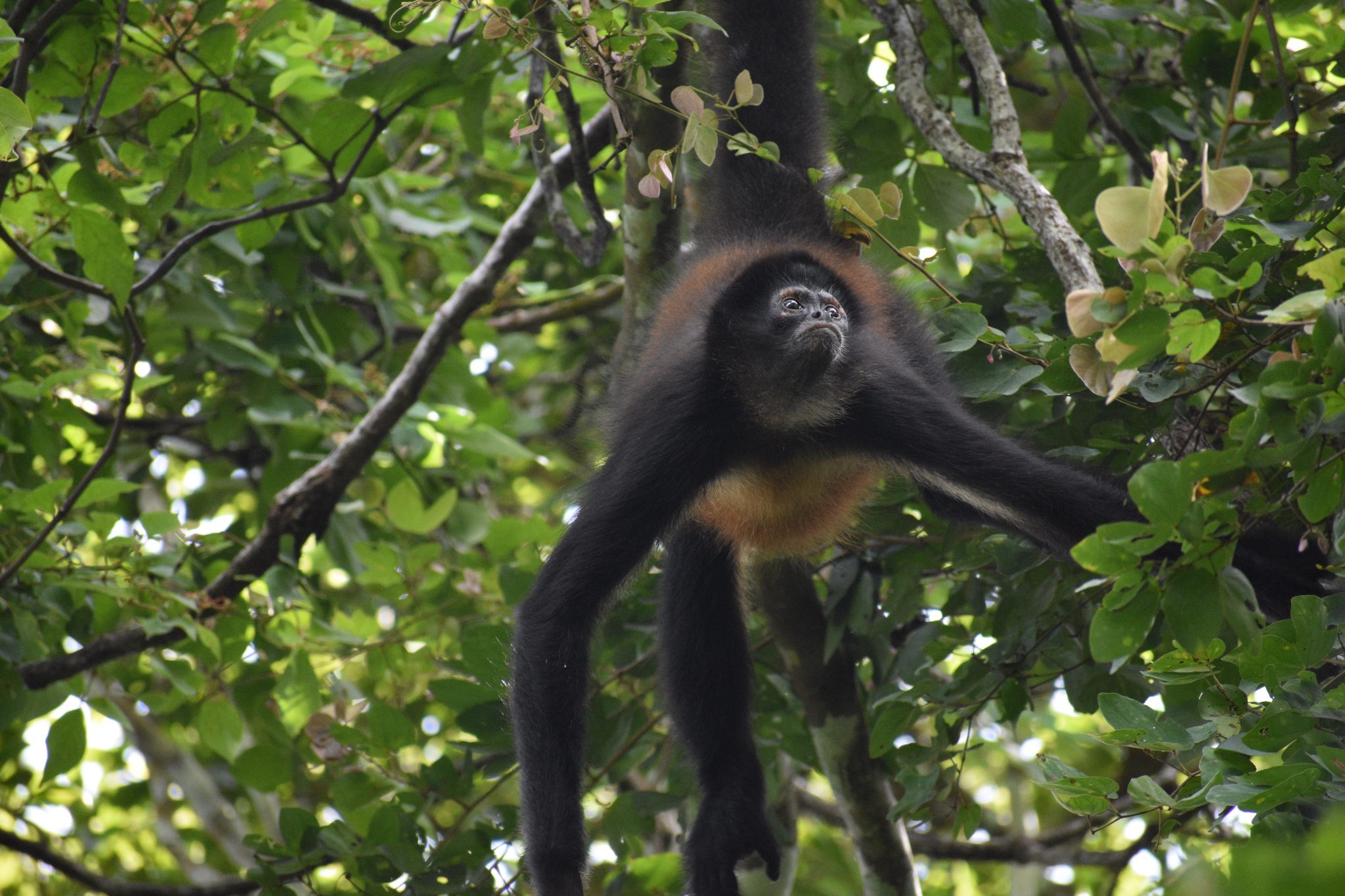 Densidad y estructura poblacional del mono araña de Azuero (Ateles ...